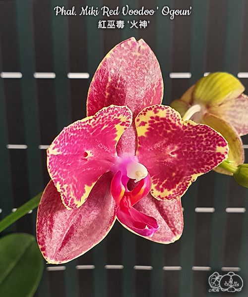 美琪園藝 Miki Orchid